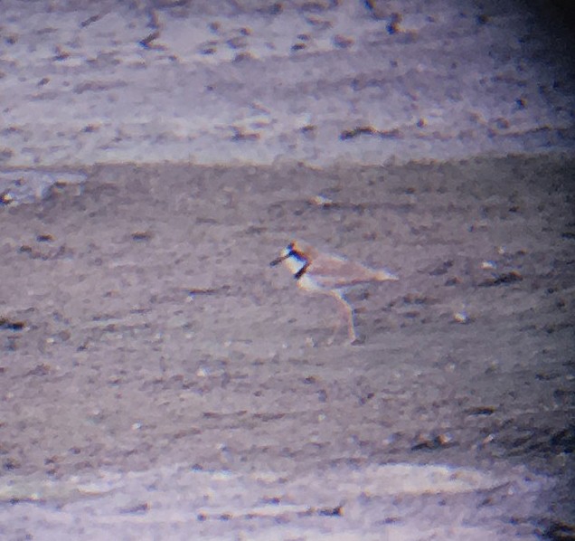 eBird Checklist - 11 May 1992 - Uvalde Fish Hatchery (HOTW 027) - 3 species