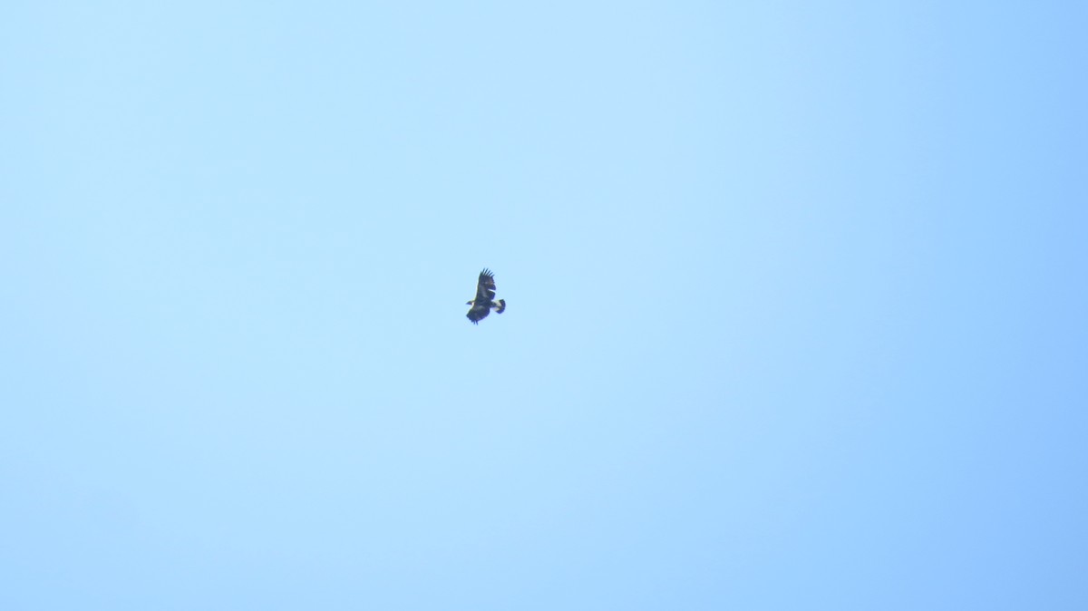 eBird Checklist - 11 Nov 2018 - Dunback Meadow - 5 species (+1 other taxa)