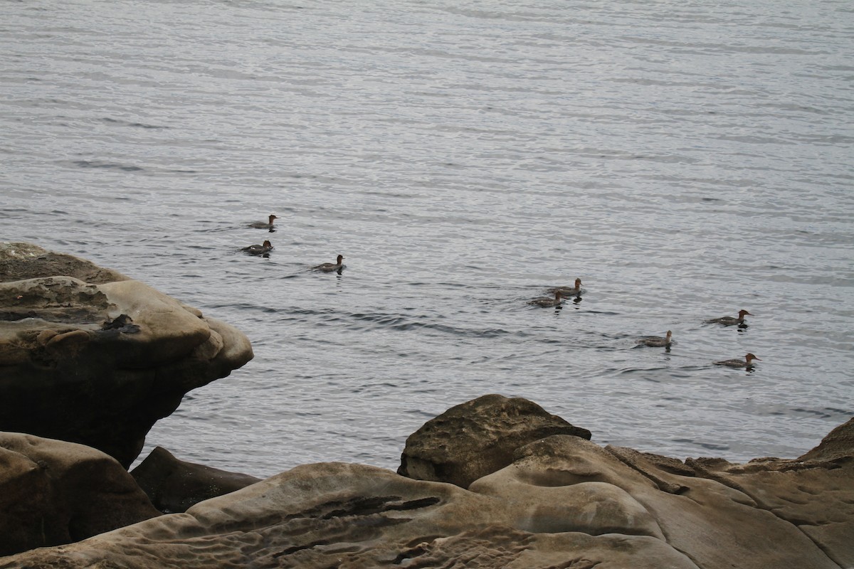 eBird Checklist - 10 Nov 2018 - Hornby Island--Helliwell Park - 49 ...