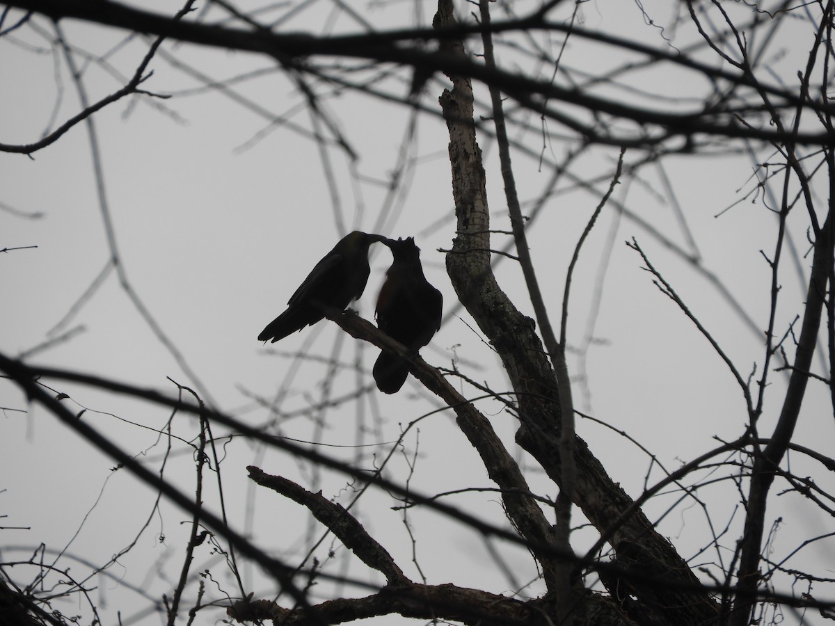 Virginia Breeding Bird Atlas Checklist - 13 Nov 2018 - Willcoxson Park ...