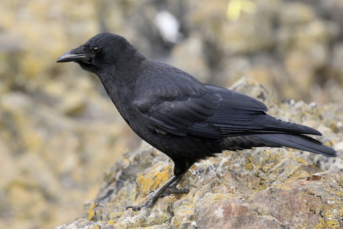 ML123445321 - American Crow - Macaulay Library