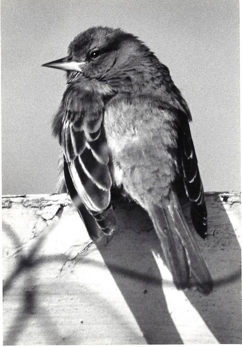 ML123748701 - Bullock's Oriole - Macaulay Library
