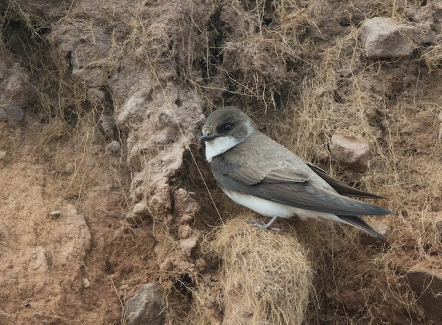 Newfoundland and Labrador, Canada - eBird