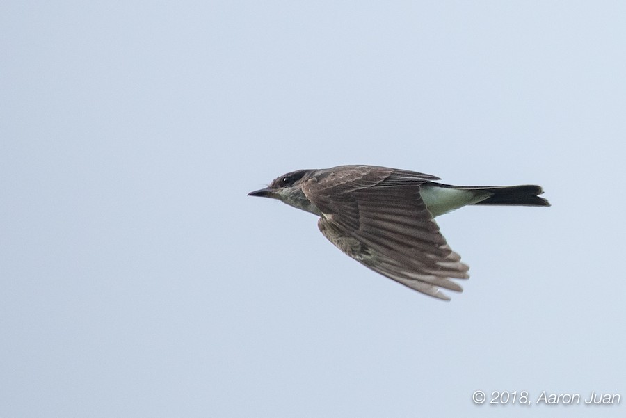 Western x Eastern Kingbird (hybrid) - eBird