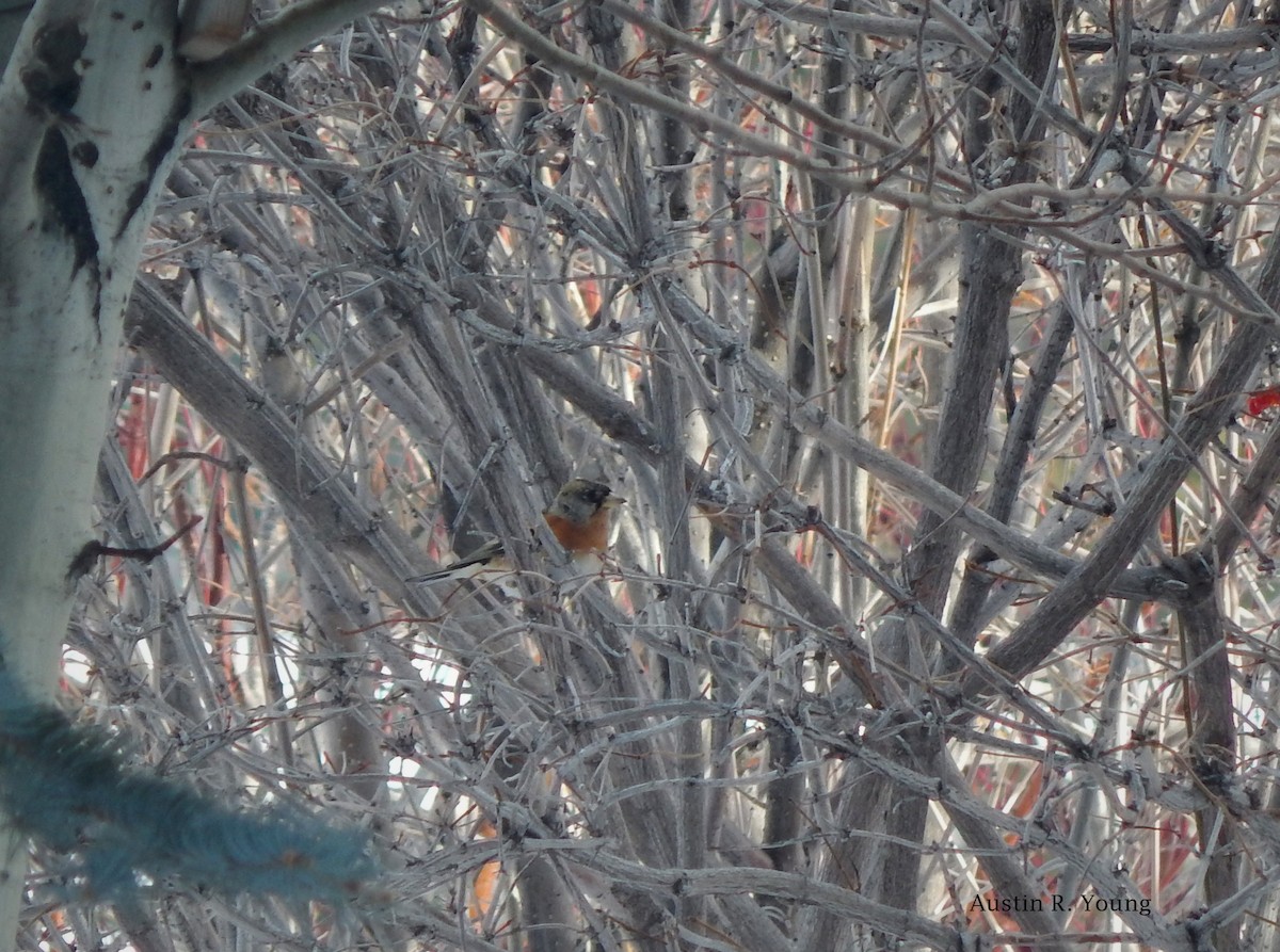 eBird Checklist - 6 Feb 2016 - east Hailey - 9 species