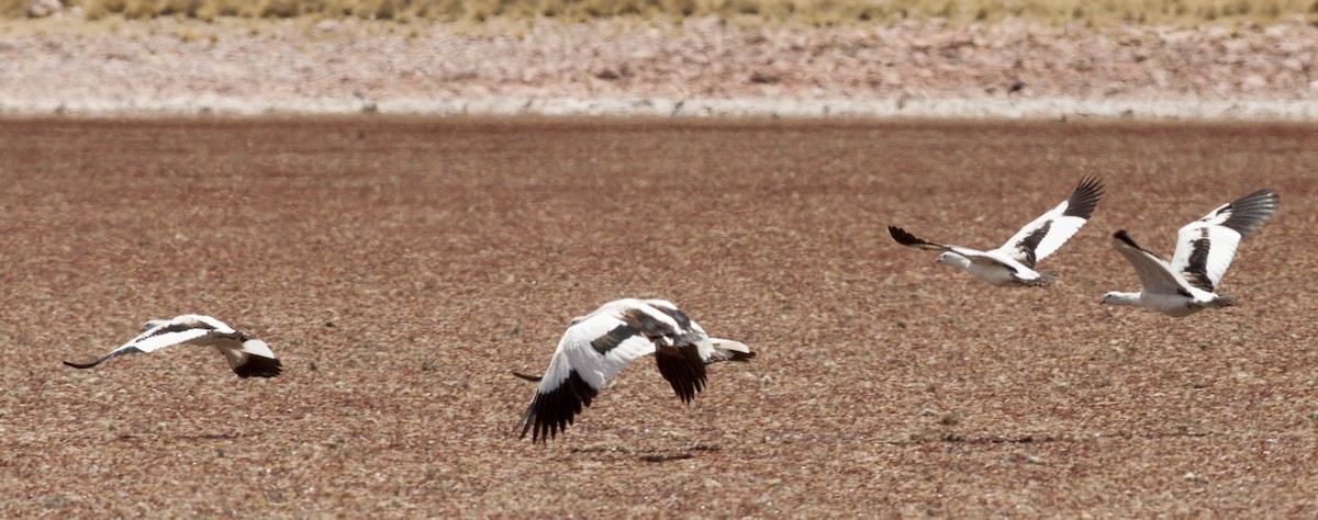 eBird Checklist - 18 Nov 2018 - (-23,0307,-65,2519) Lag Leandro - 16 ...