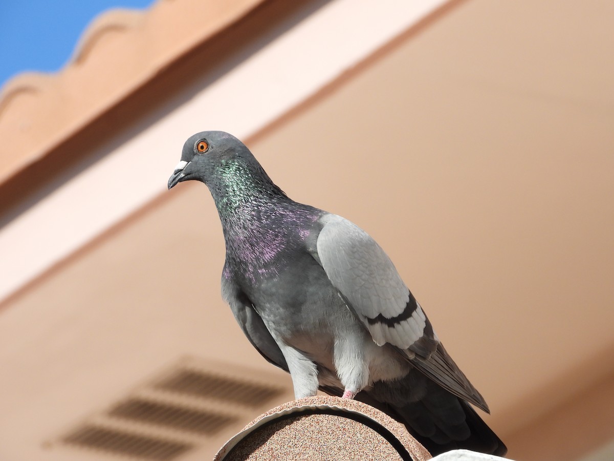 ML125199961 - Rock Pigeon (Feral Pigeon) - Macaulay Library
