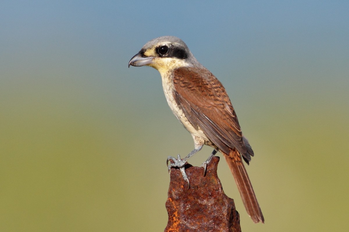 eBird Checklist - 22 Apr 2010 - Browse Island (Timor Sea) - 11 species