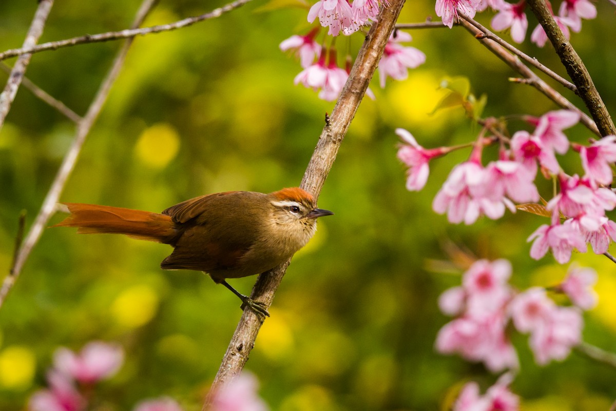 ML125559281 - Pallid Spinetail - Macaulay Library