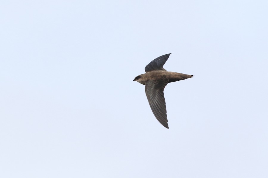 Vaux's Swift (Richmond's) - eBird