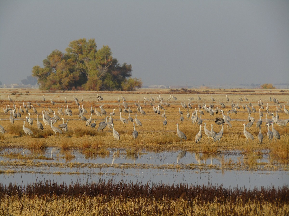 eBird Checklist - 26 Nov 2018 - Pixley NWR - 69 species