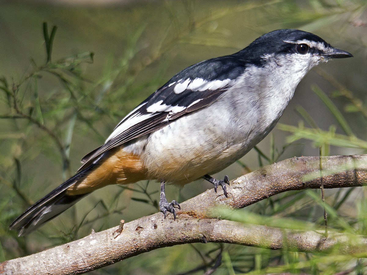 Varied Triller - Lalage leucomela - Birds of the World