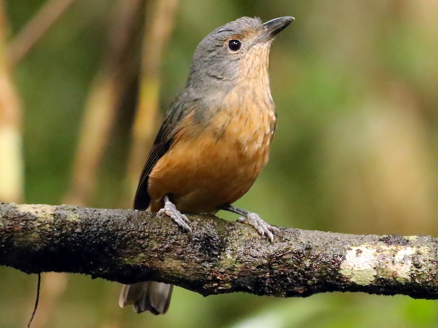 Bower's Shrikethrush - eBird