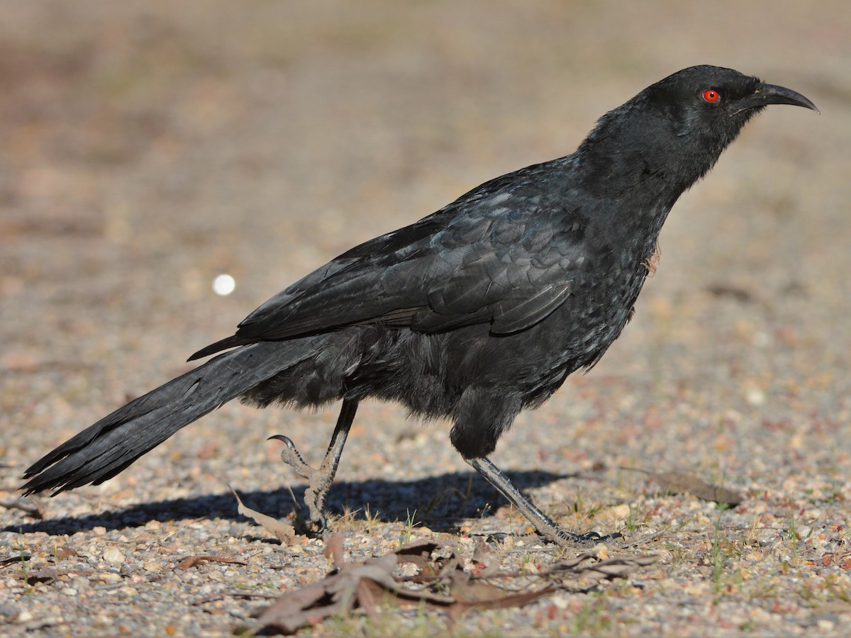 White-winged Chough - Corcorax melanorhamphos - Birds of the World