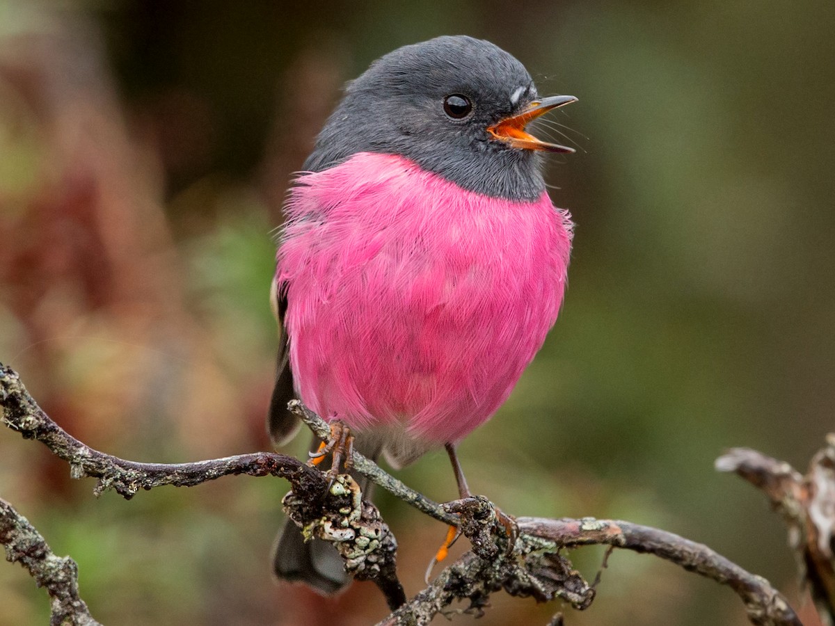 Pink Robin - Petroica rodinogaster - Birds of the World