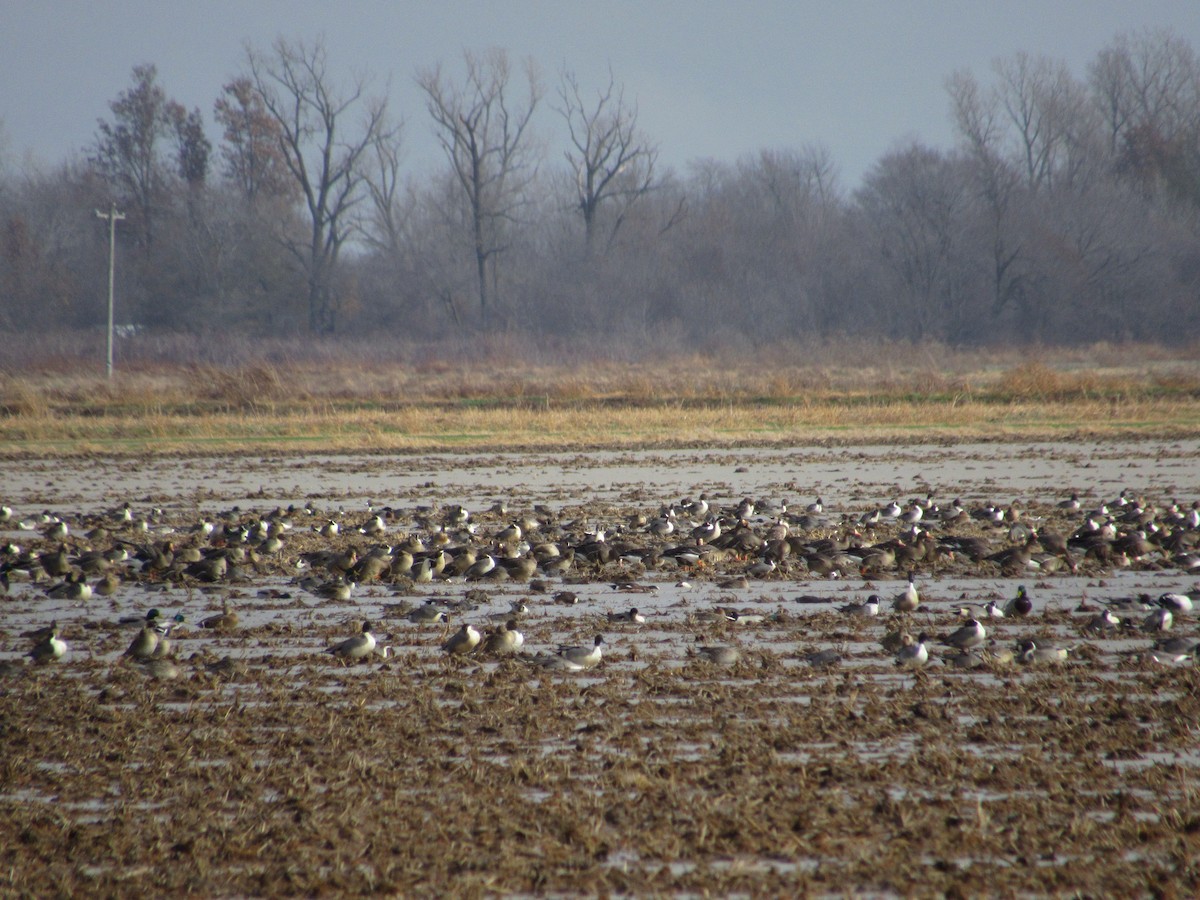 eBird Checklist - 1 Dec 2018 - Pemiscot Co Hwy A - 14 species (+1 other ...