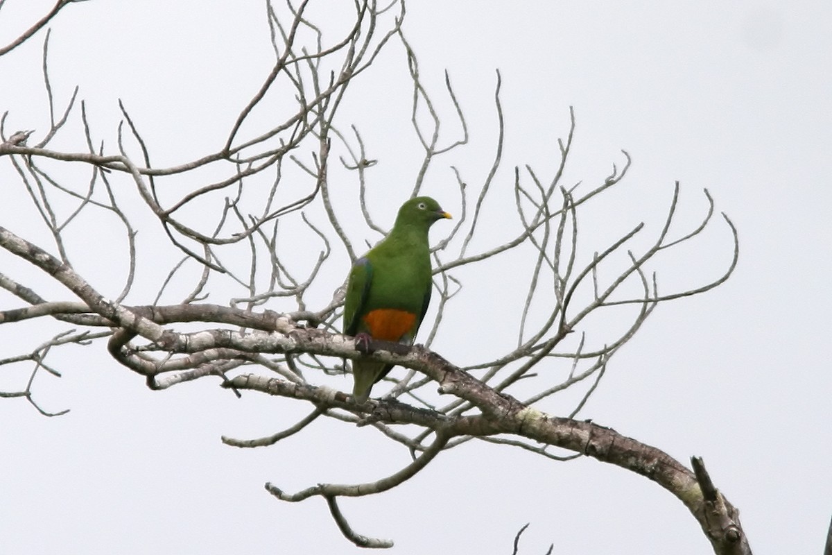 eBird Checklist - 16 Nov 2004 - Boigu Island - 1 species