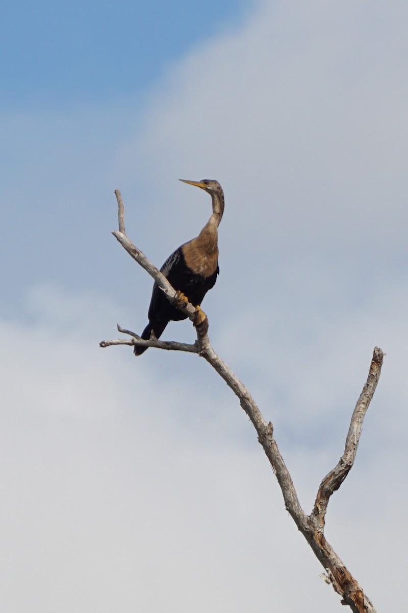 eBird Checklist - 1 Dec 2018 - Kitching Creek Central Flow Way ...