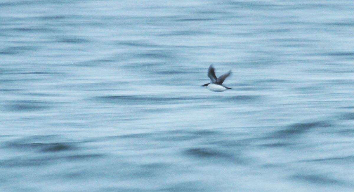 eBird Checklist - 13 Apr 2013 - Jeffreys Ledge--Scantum Basin - 13 ...