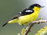 Iconic Birds - Sanyasi Varadar Temple Area, Thalavaipatty, Salem, Tamil ...