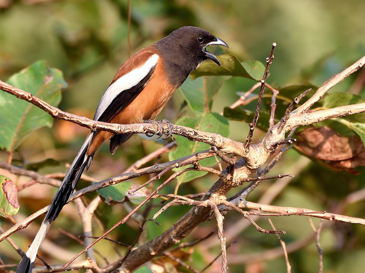 Photos - Rufous Treepie - Dendrocitta vagabunda - Birds of the World