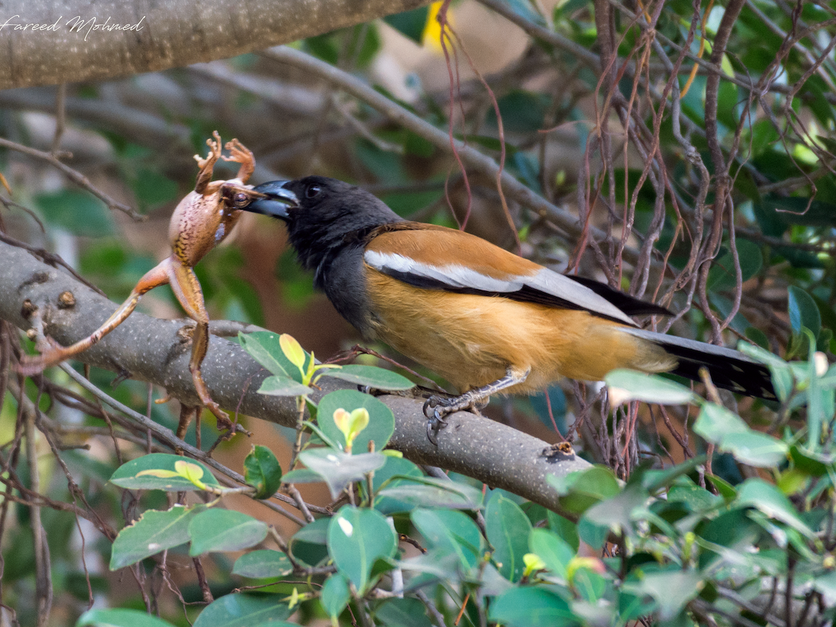 Photos - Rufous Treepie - Dendrocitta vagabunda - Birds of the World