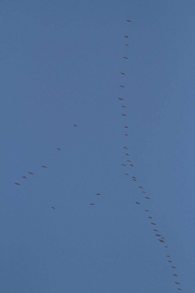 eBird Checklist - 19 Oct 2012 - Smith Point--Candy Abshier WMA (UTC 048 ...