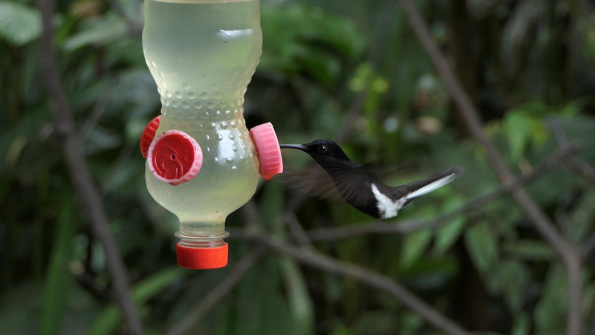 eBird Checklist - 2 Nov 2018 - Ubatuba--Sítio Folha Seca - 46 species