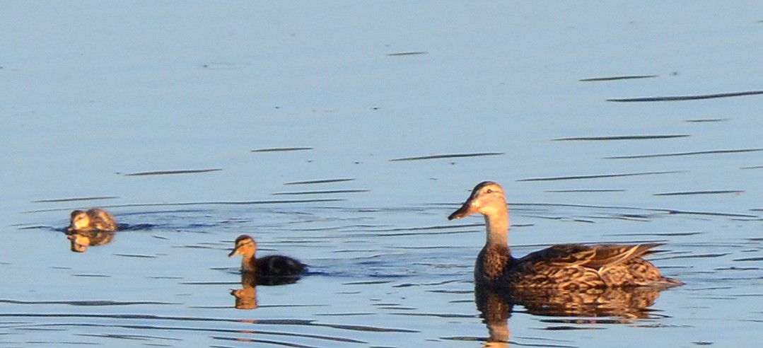 eBird Checklist - 5 Jun 2014 - Totten Reservoir - 26 species (+2 other ...