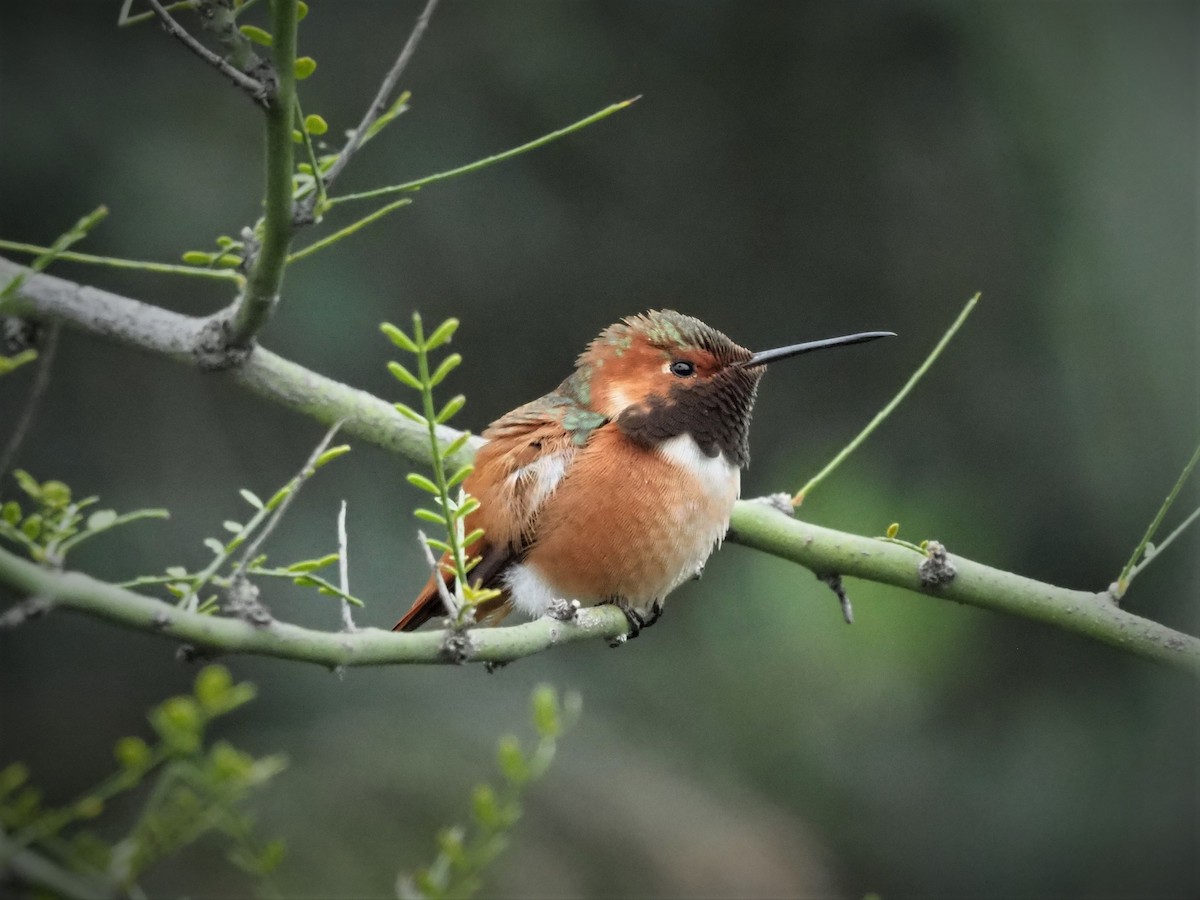 eBird Checklist - 5 Dec 2018 - Arlington Garden - 11 species (+1 other ...