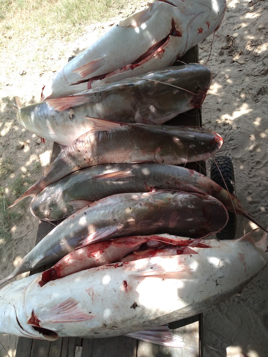 ML127203491 - Fish sp. - Macaulay Library