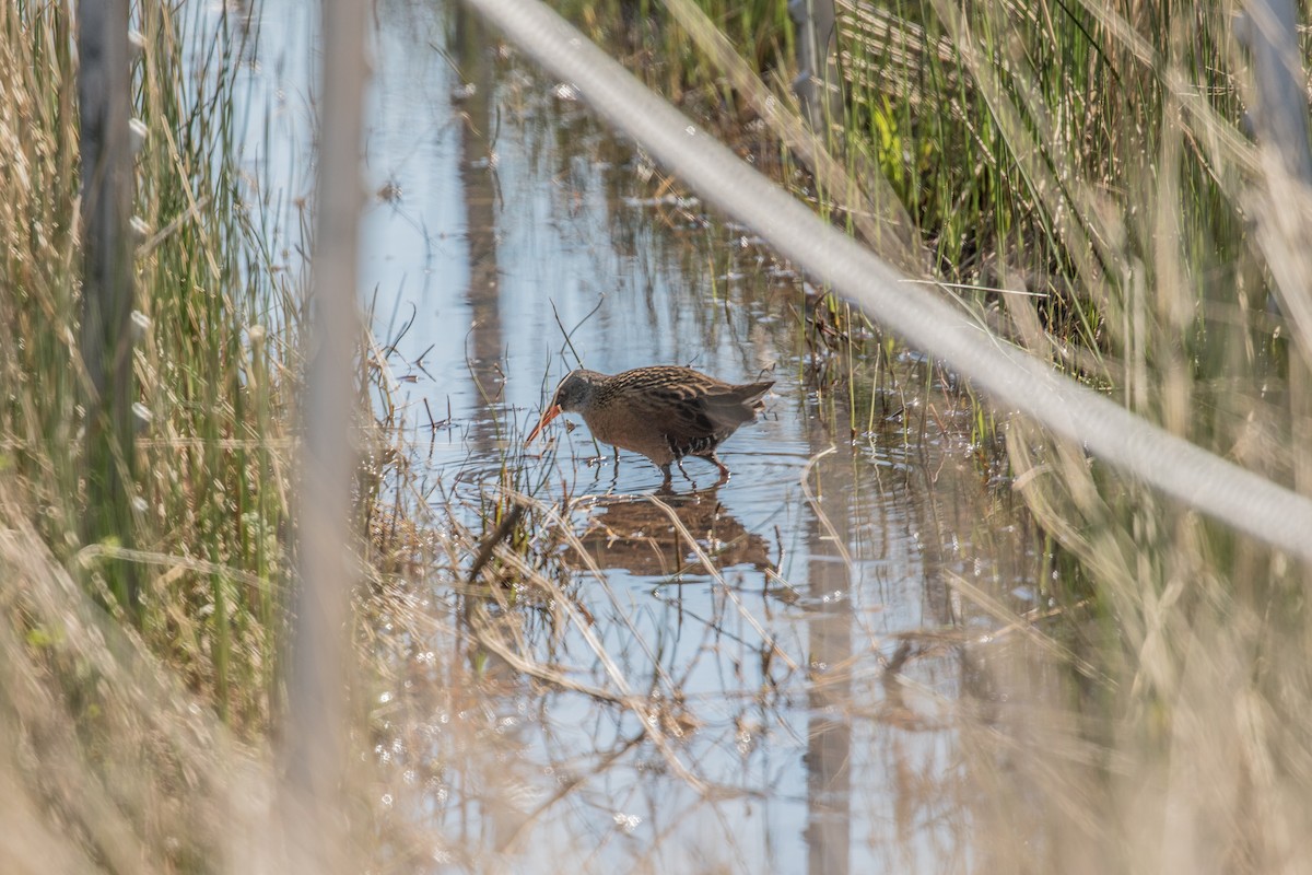 eBird Checklist - 23 Apr 2017 - Montrose Point Bird Sanctuary, Lincoln ...