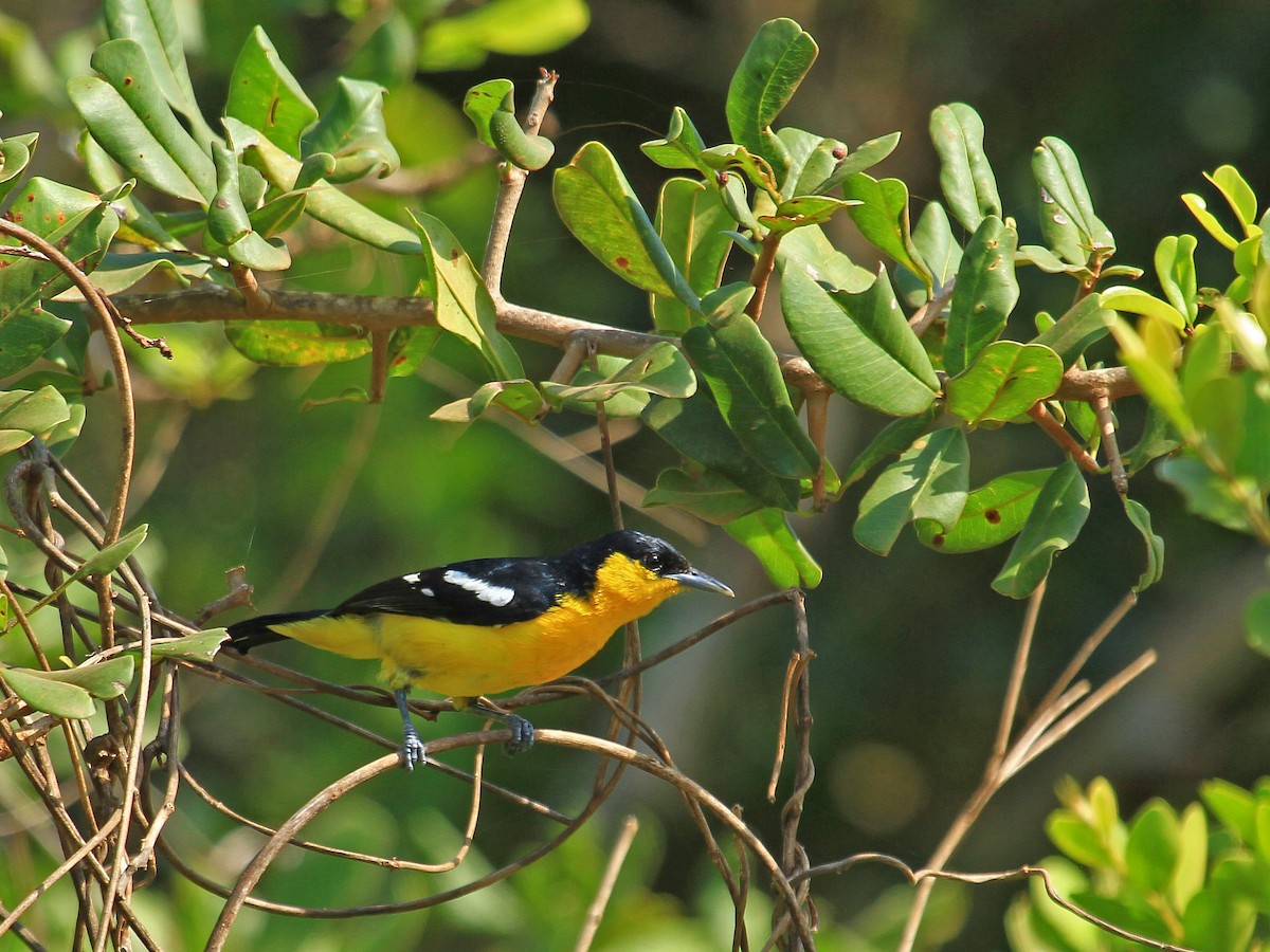 ML127709391 - Common Iora - Macaulay Library