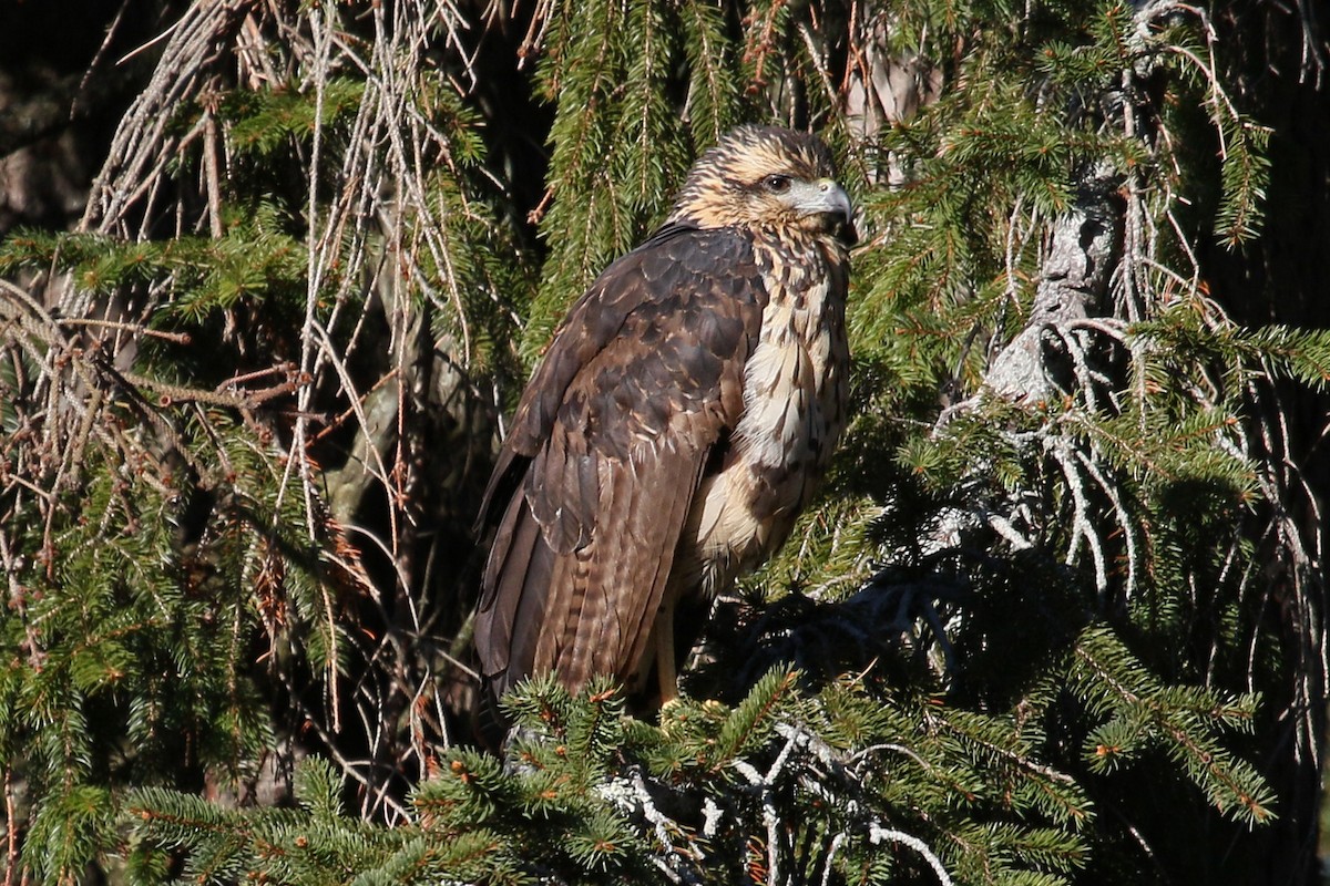 eBird Checklist - 9 Dec 2018 - Deering Oaks Park - 1 species