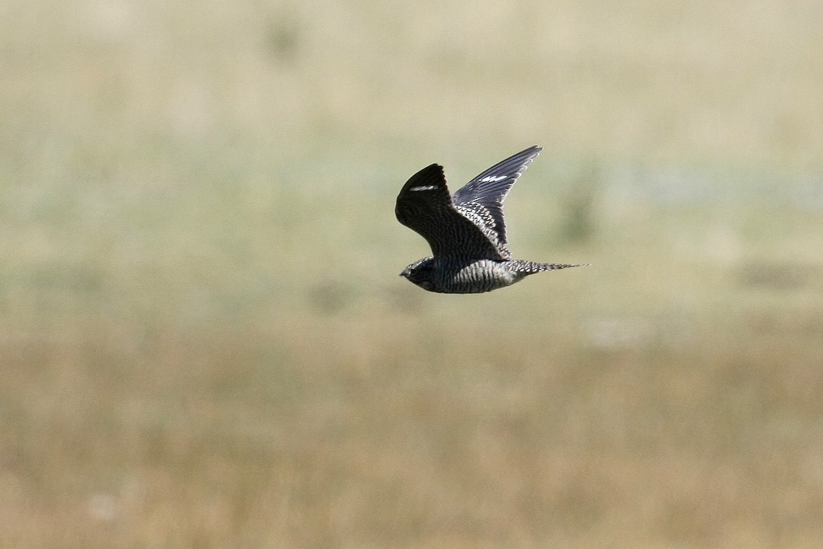 eBird Checklist - 5 Sep 2015 - Three Springs Ranch - 8 species