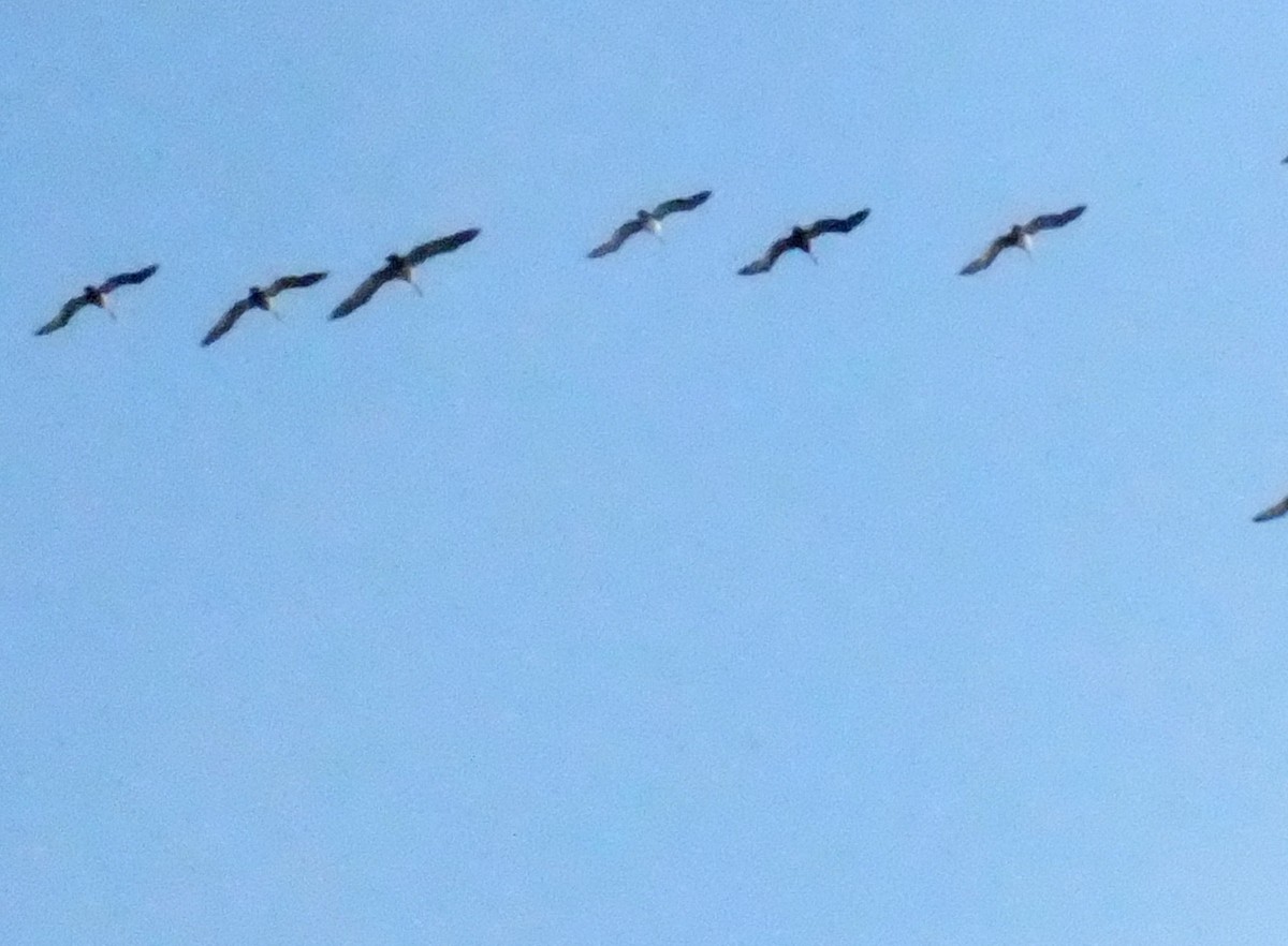 ML127932931 - Peruvian Pelican - Macaulay Library