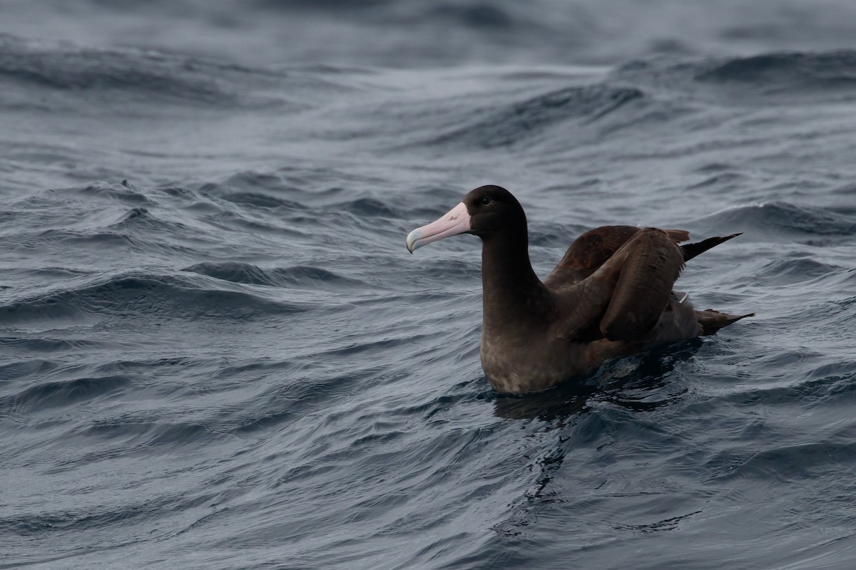 ML128091321 - Short-tailed Albatross - Macaulay Library