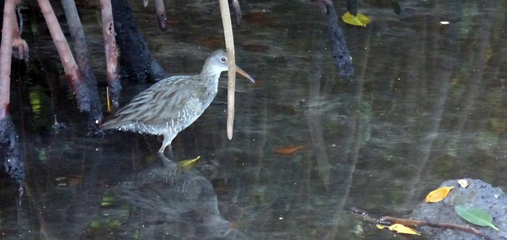 ML128350161 - Clapper Rail (Atlantic Coast) - Macaulay Library