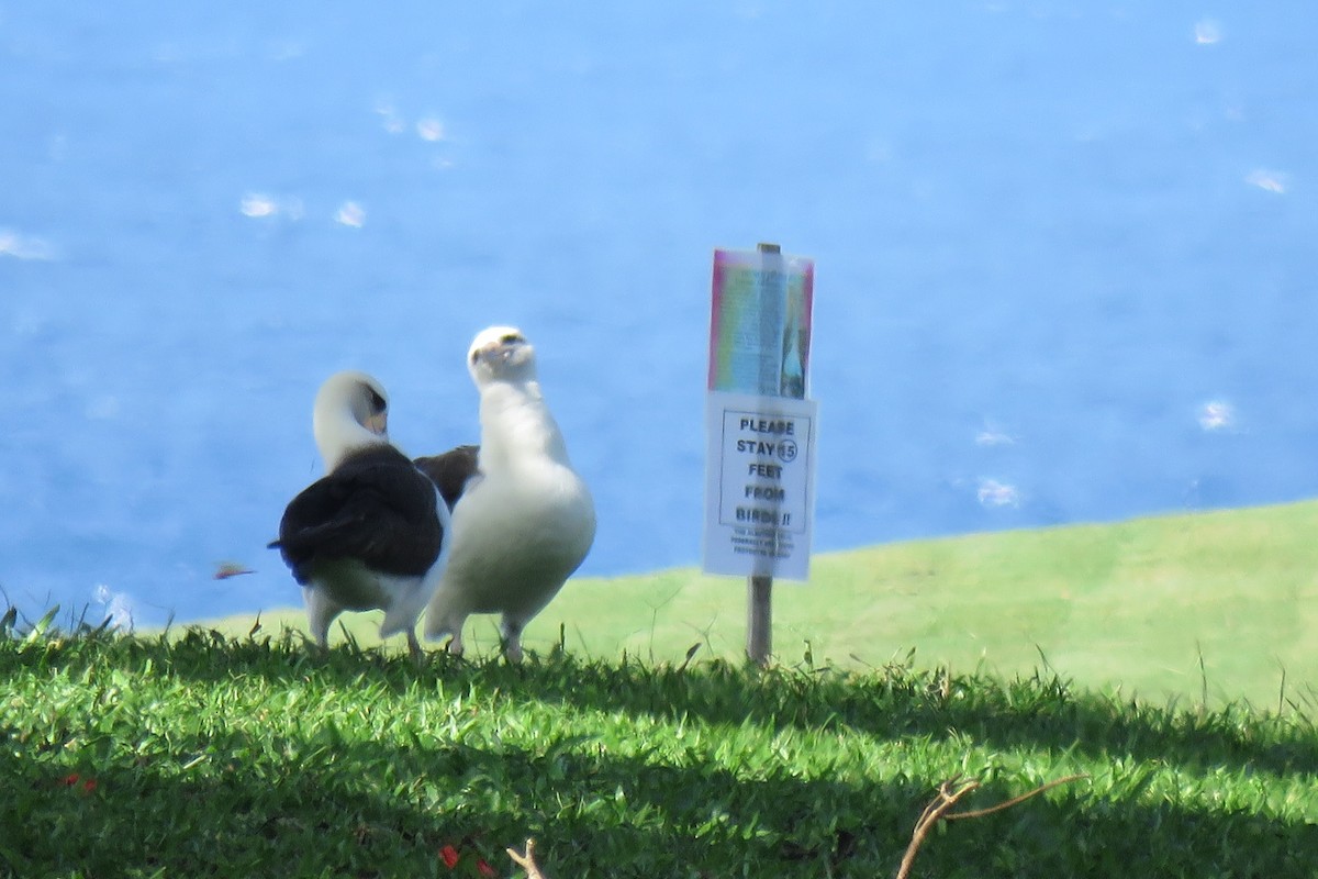 eBird Checklist - 12 Dec 2018 - Makai Golf Course - 12 species