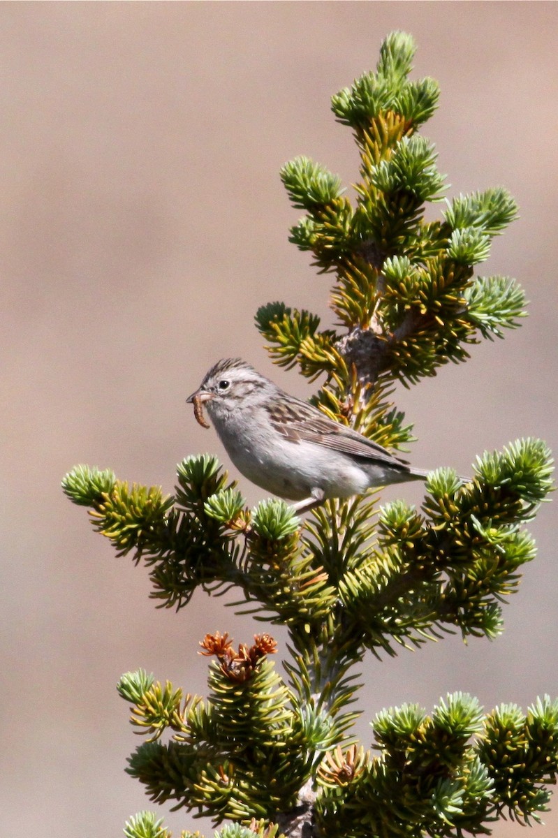 eBird Checklist - 31 Jul 2010 - Banff National Park--Ptarmigan Lake - 1 ...