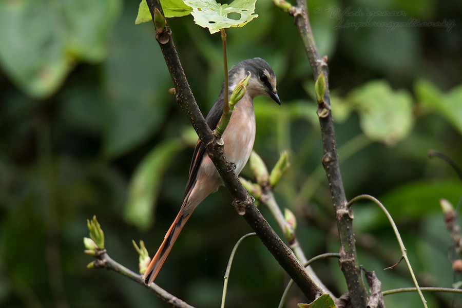 Brown-rumped x Rosy Minivet (hybrid) - eBird
