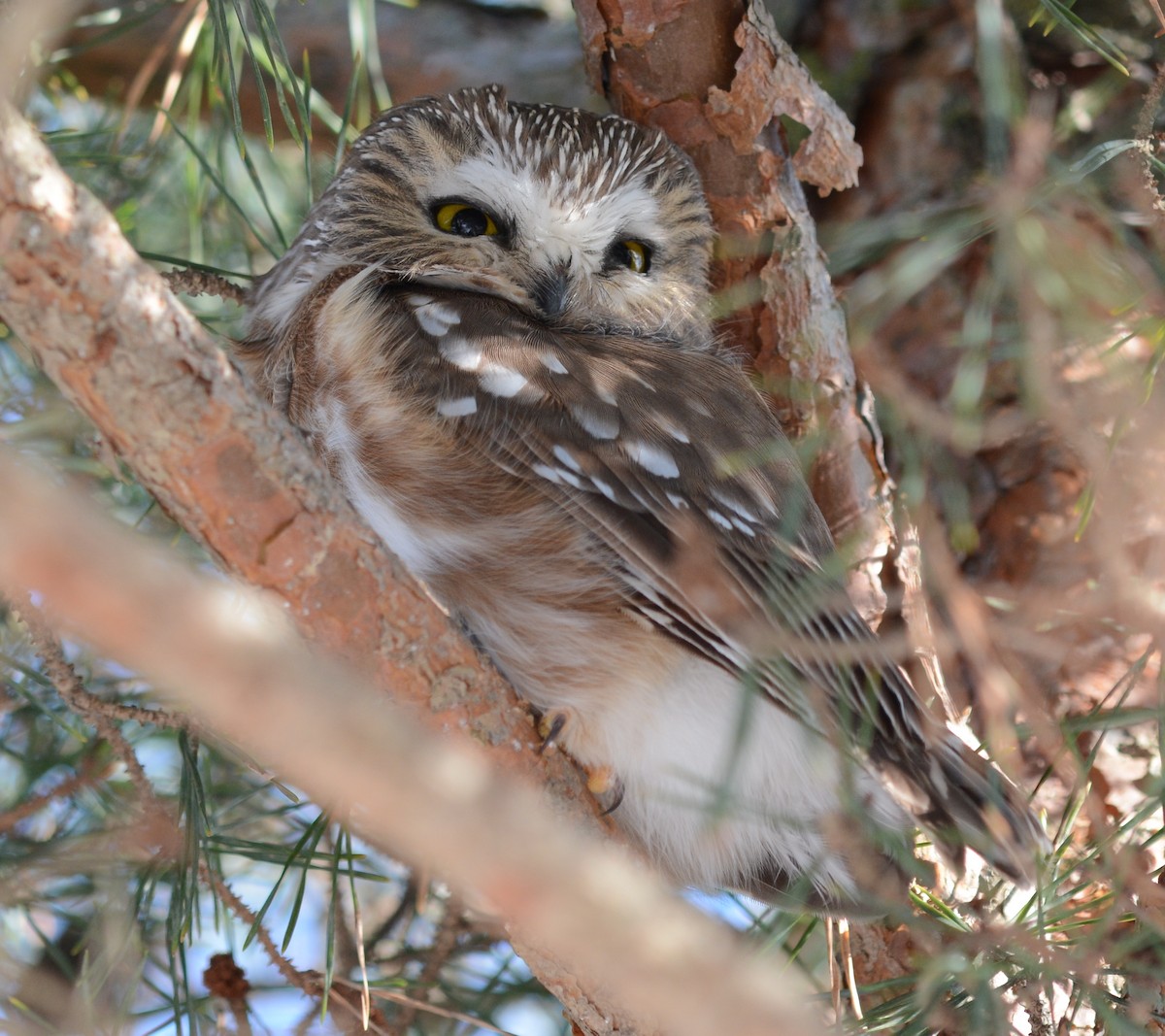eBird Checklist - 29 Dec 2014 - Don Poggensee's Saw-whet Wonderland - 5 ...