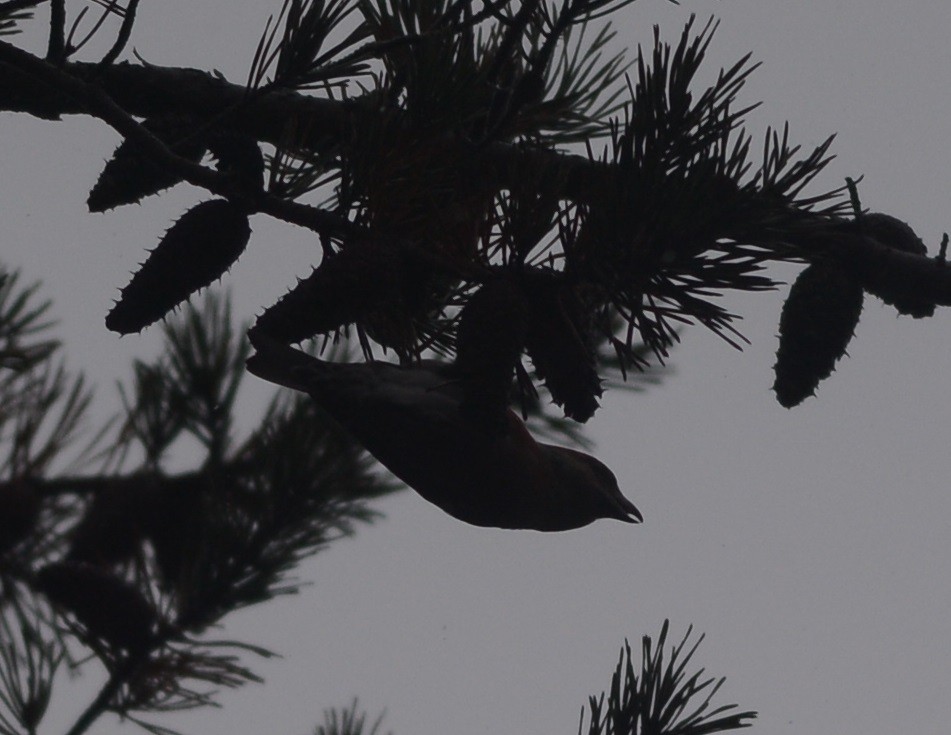 eBird Checklist - 16 Dec 2018 - Prettyboy Reservoir--Spooks Hill Road ...