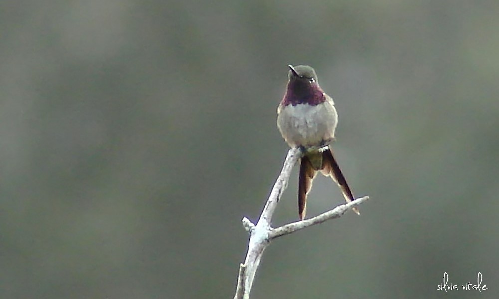 eBird Checklist - 11 Oct 2006 - PP Caá Yarí - 127 species