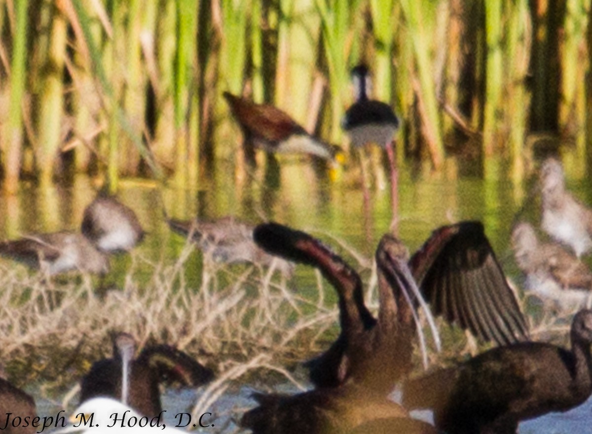 eBird Checklist - 13 Mar 2016 - Santa Ana NWR (LTC 059) - 48 species