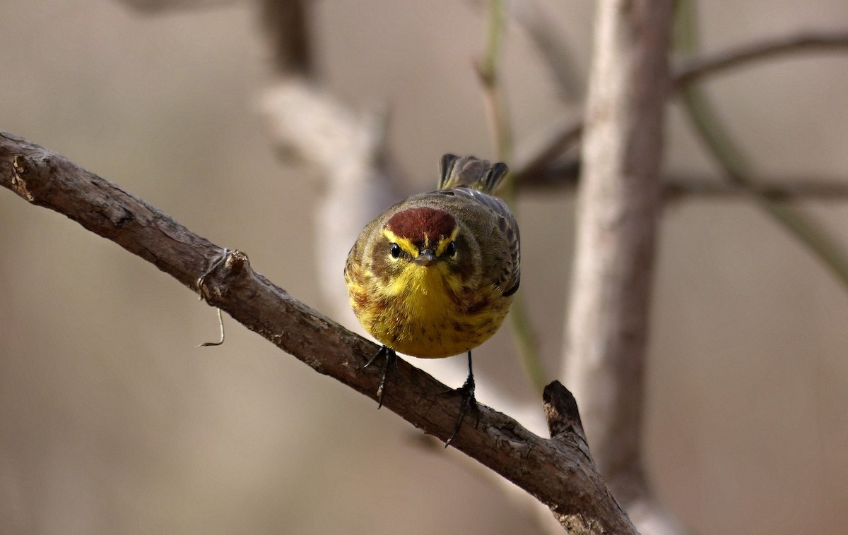 ML130095601 - Palm Warbler (Yellow) - Macaulay Library