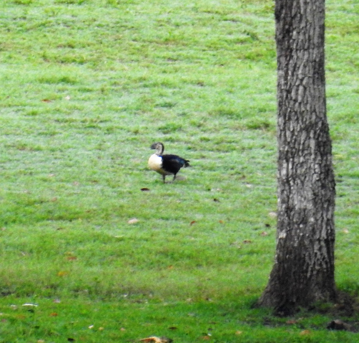 ML130221891 - Comb Duck - Macaulay Library