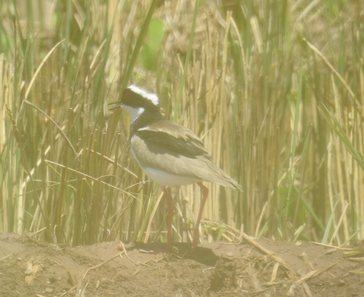 eBird Checklist - 14 Dec 2018 - Localidad desconocida - (-7.117, -76.5 ...