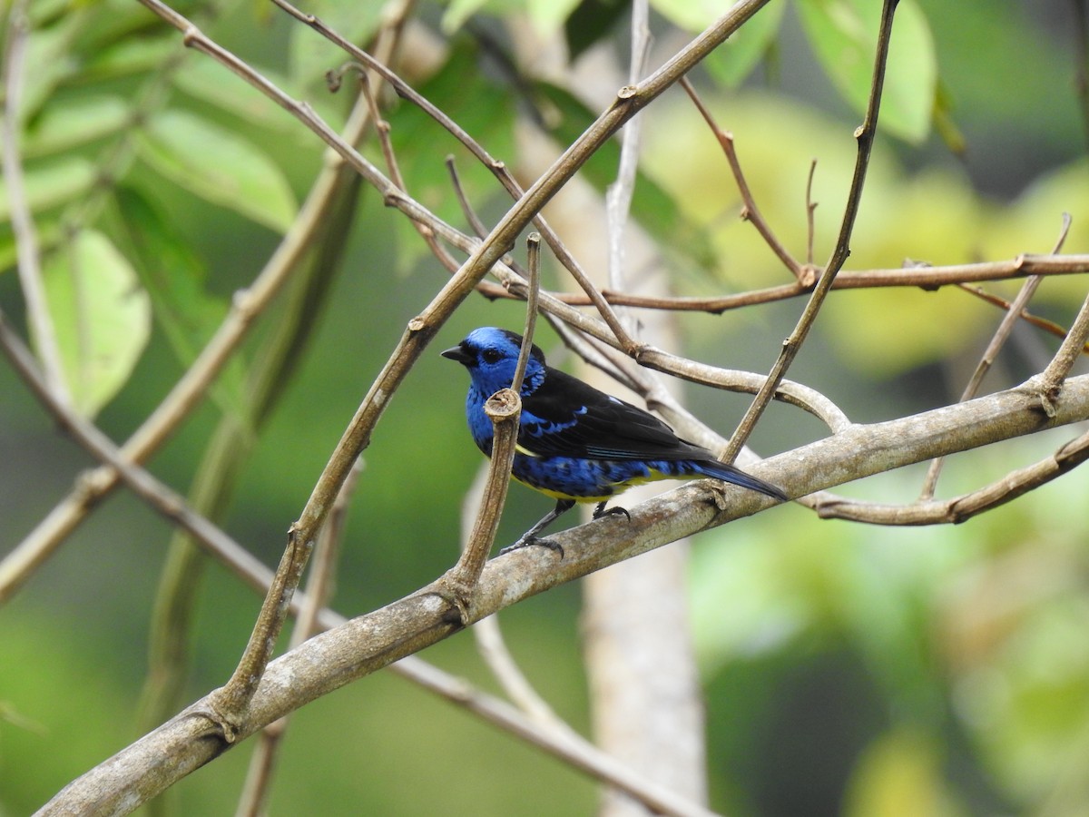 ML130295261 - Turquoise Tanager - Macaulay Library