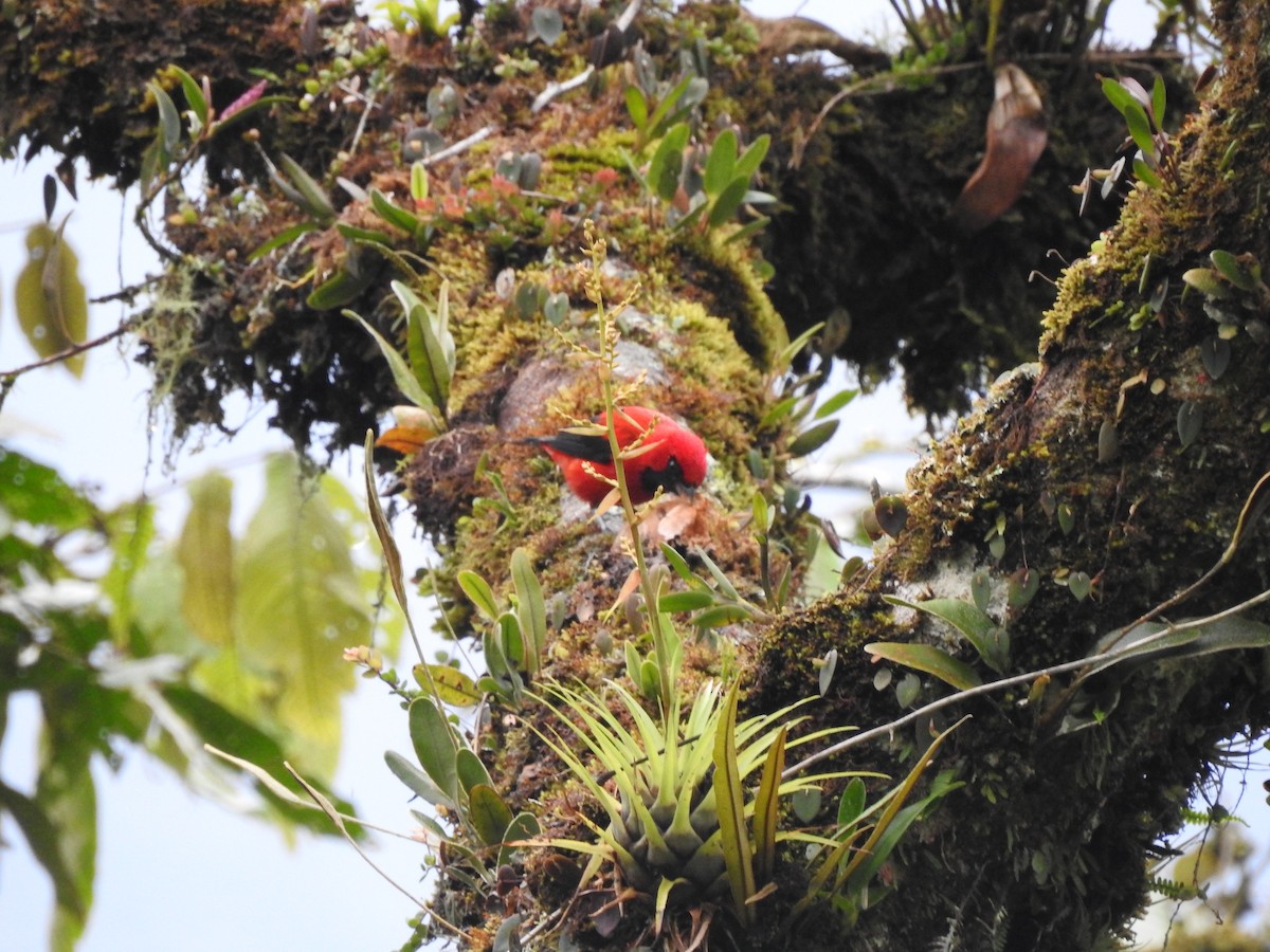 ML130334451 - Vermilion Tanager - Macaulay Library